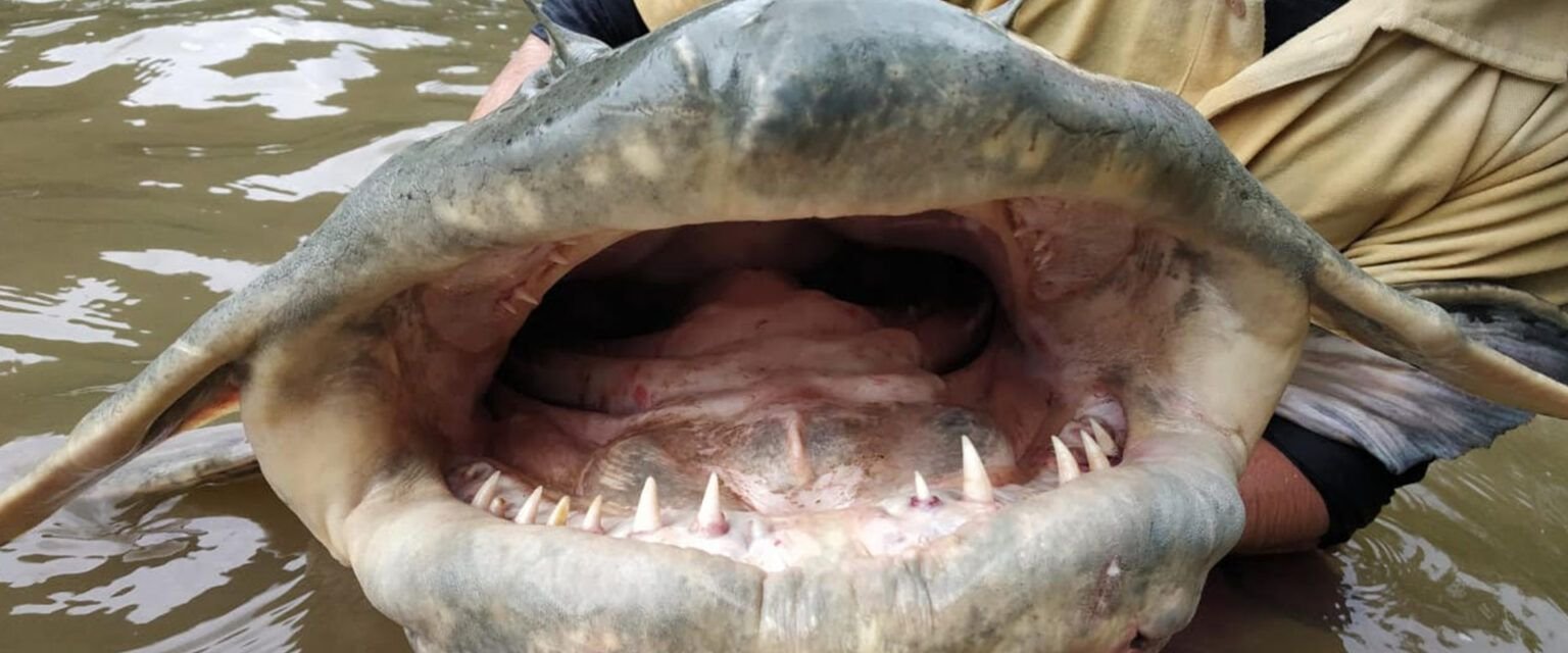 world's biggest catfish Archives - Himalayan OutBack