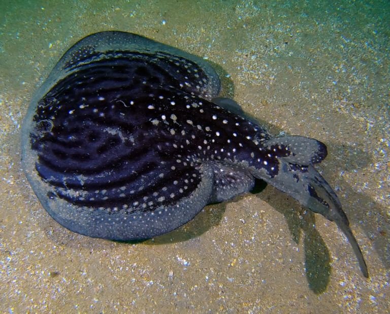 10 Rarest Fish Species In The World