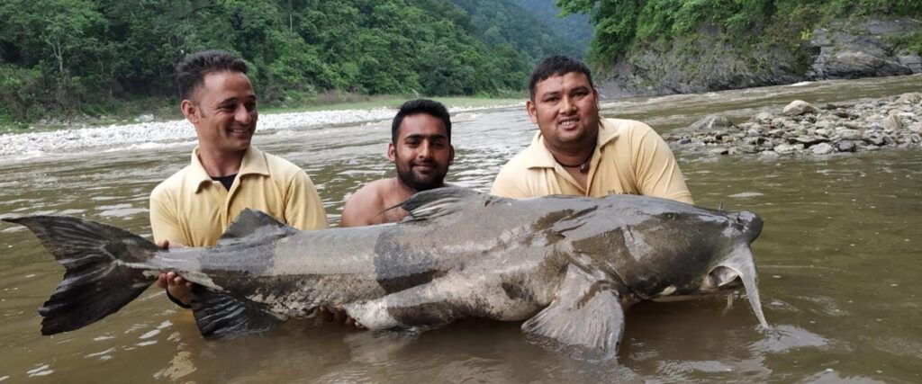 Goonch Fishing Guide | Tips & Best Locations - Himalayan OutBack