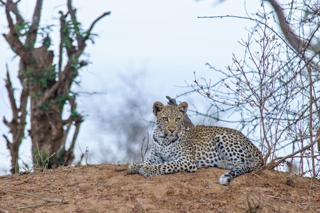 Snow Leopard Sighting in Spiti Valley - Himalayan OutBack
