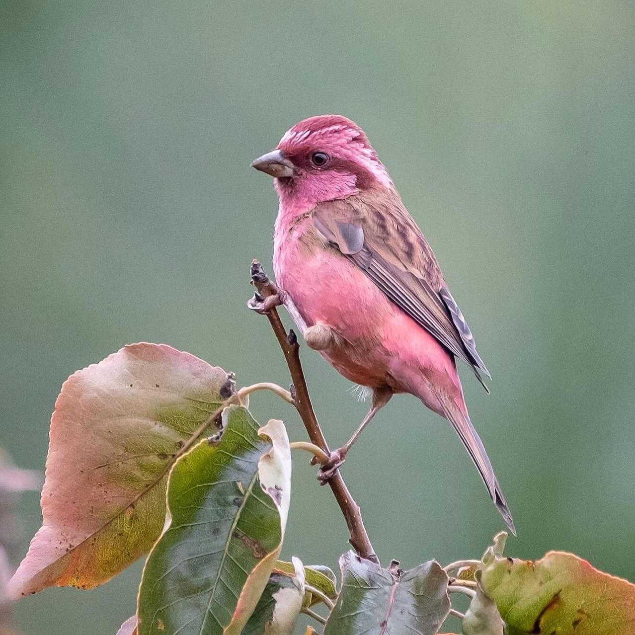 Birdwatching Safari Destinations in India - Himalayan OutBack