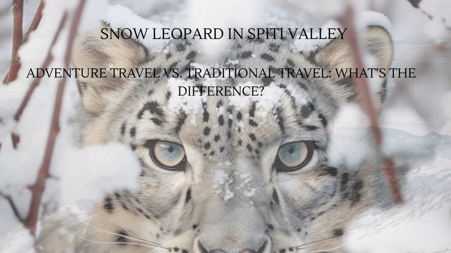 Snow Leopards in Spiti Valley Explore an Unforgettable Adventure ...