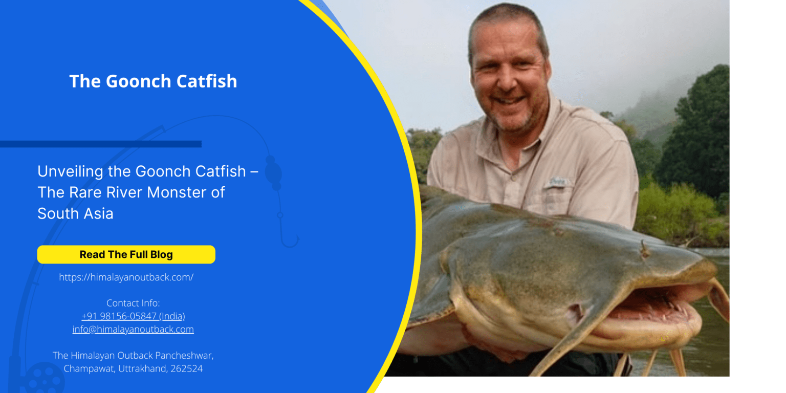 The Goonch Catfish: South Asia's Legendary River Monster Guide ...