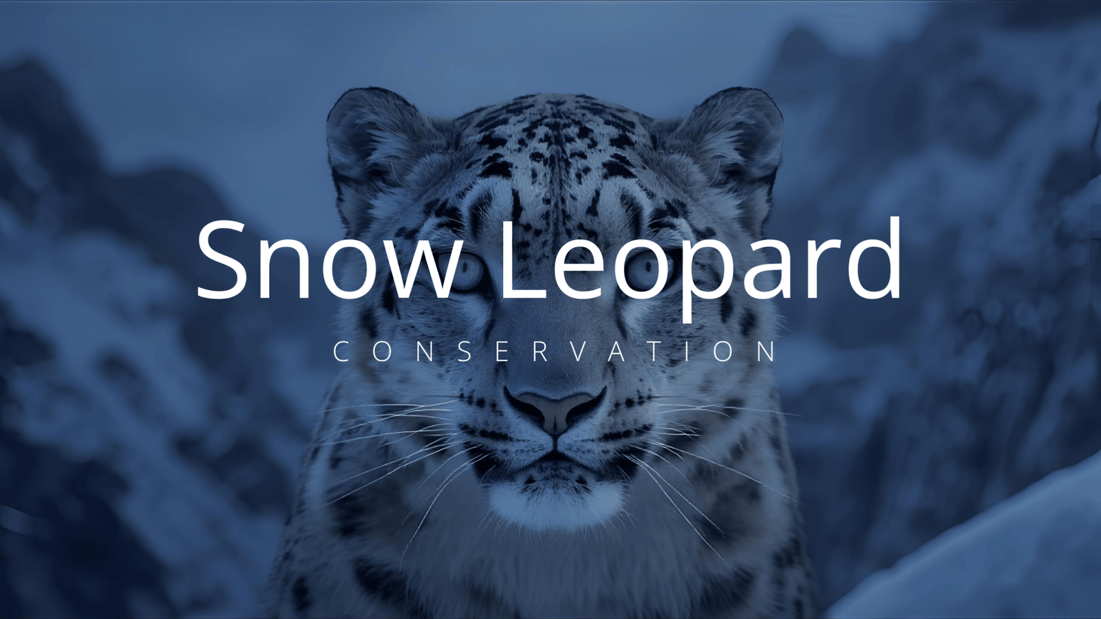 Saving the Grey Ghost: Snow Leopard Conservation in Spiti Valley