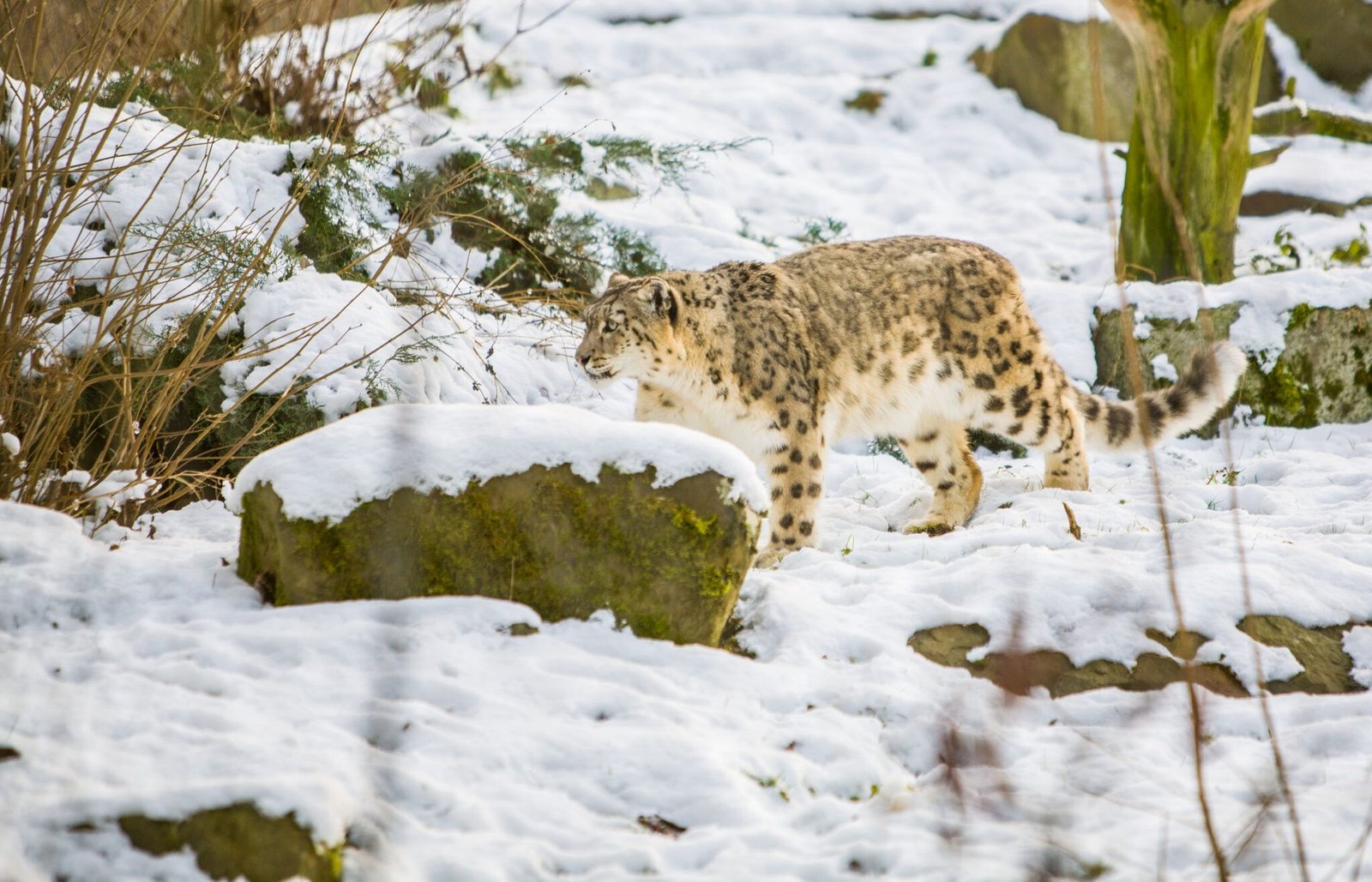 Saving the Grey Ghost: Snow Leopard Conservation in Spiti Valley